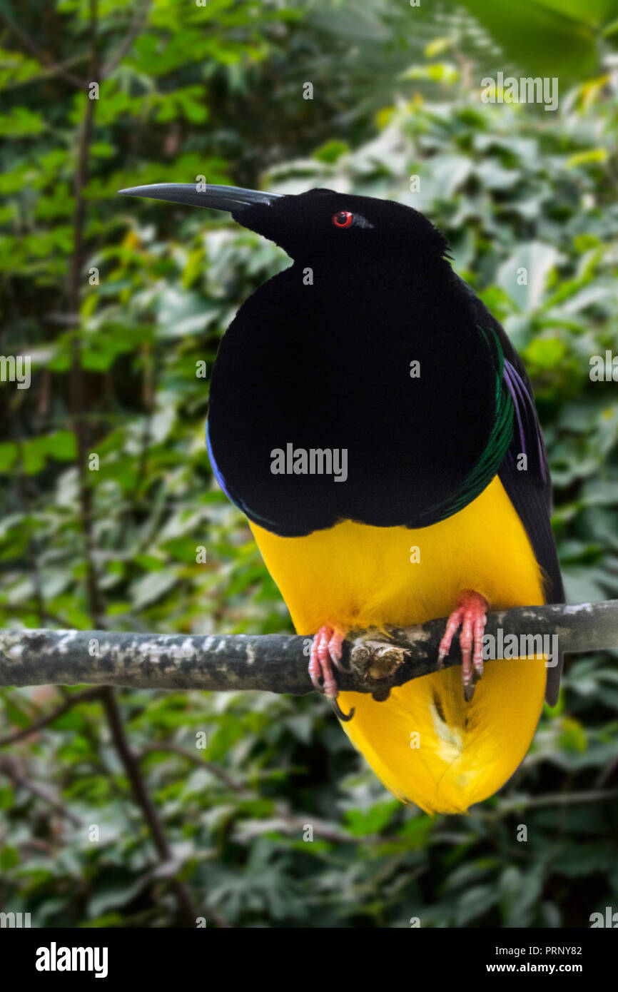 Twelve Wired Bird Of Paradise Twelve Wired Bird Of Paradise