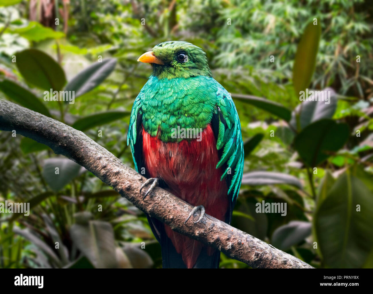 Golden-headed quetzal (Pharomachrus auriceps) perched in tree, native ...