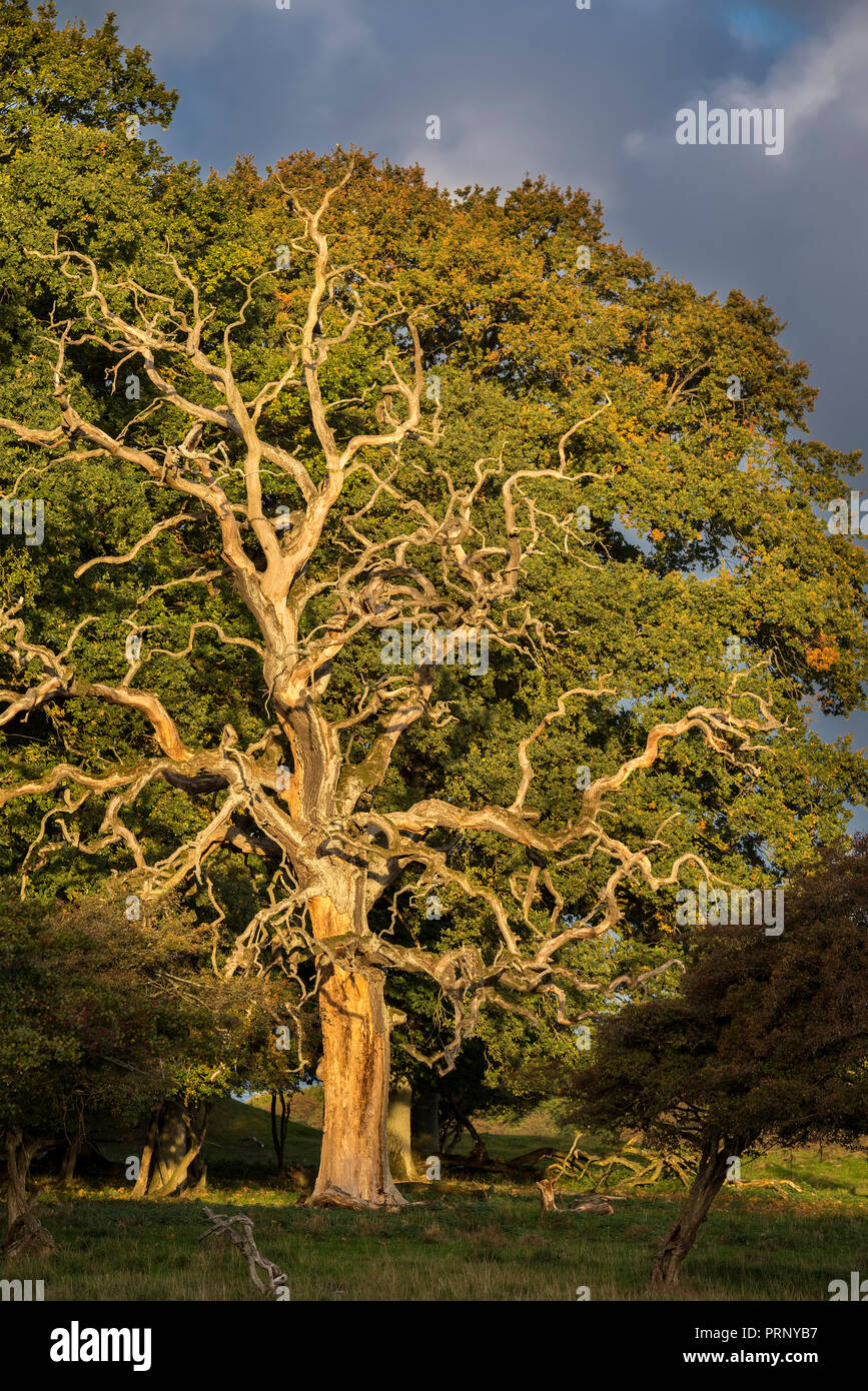 Dead common oak / pedunculate oak / European oak / English oak tree ...