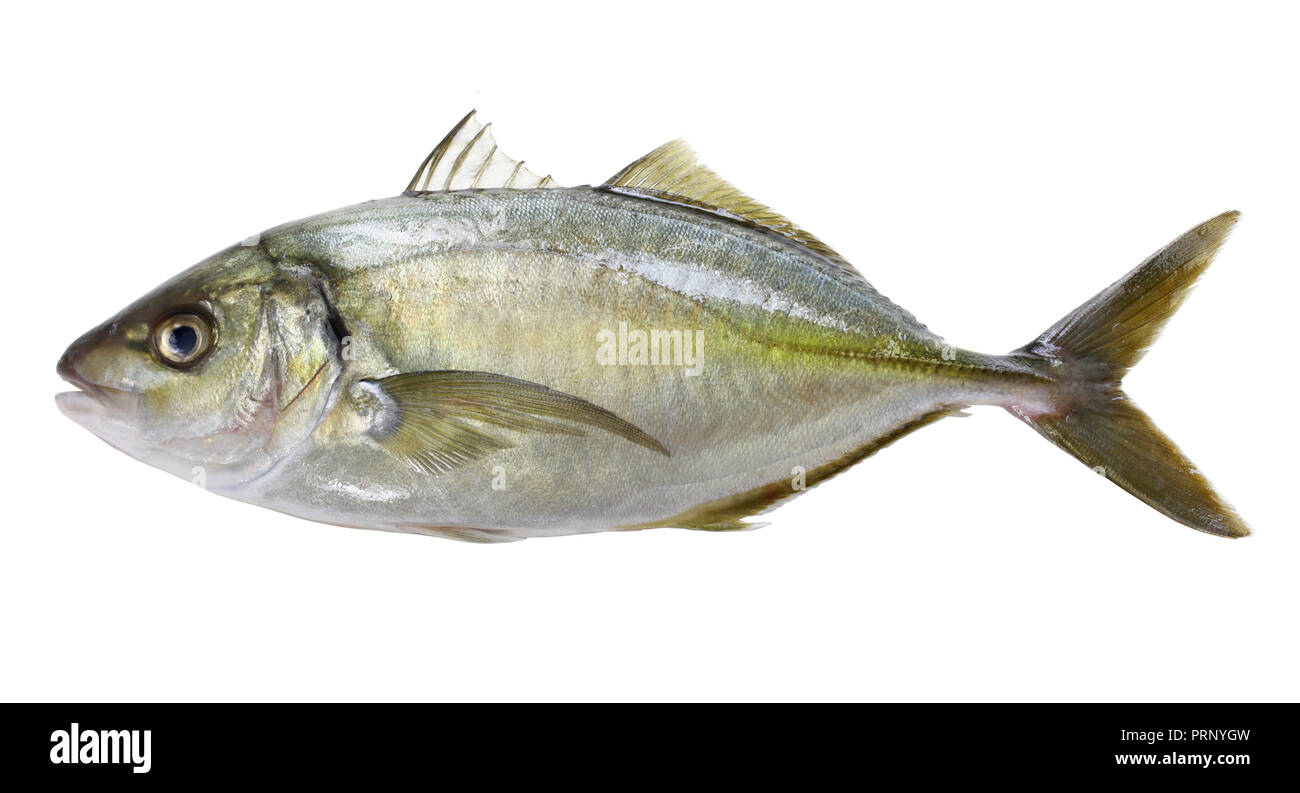 White trevally pseudocaranx dentex Cut Out Stock Images & Pictures - Alamy