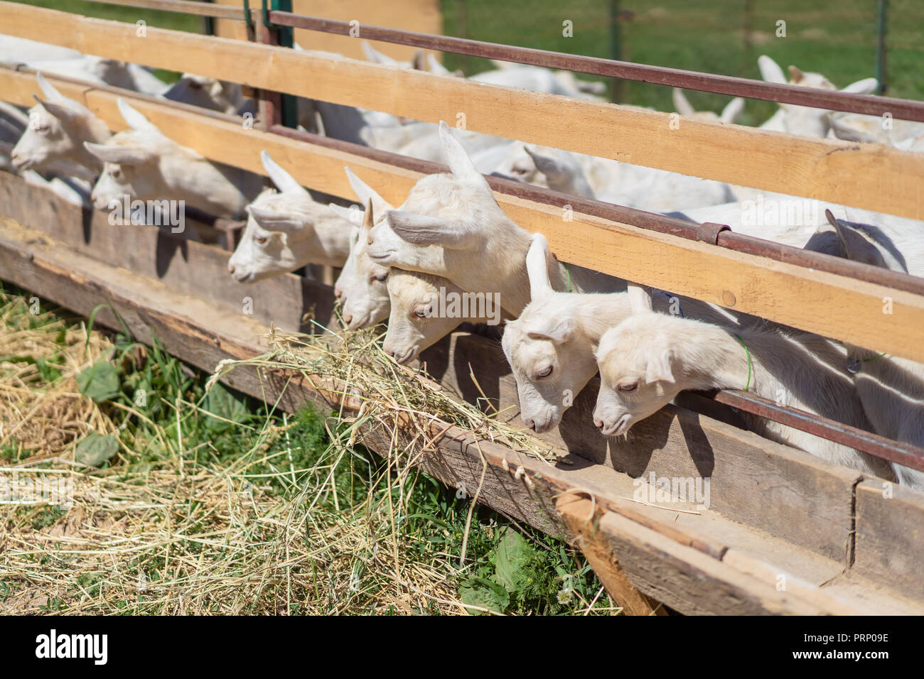 domestic goats eating hay at ranch Stock Photo - Alamy