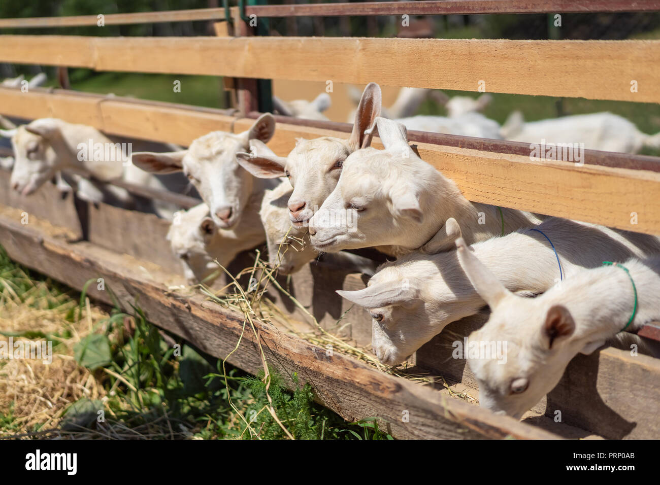 domestic goats eating hay at farm Stock Photo - Alamy
