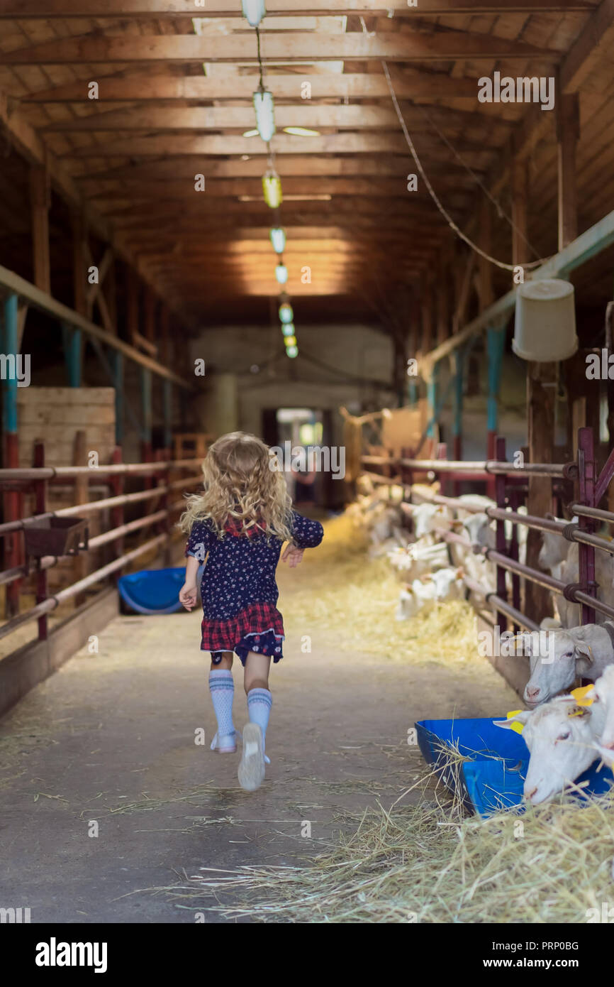 back view of kid running in barn with goats at farm Stock Photo - Alamy