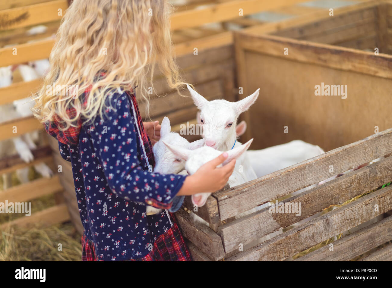 side view of kid hugging goats at farm Stock Photo - Alamy