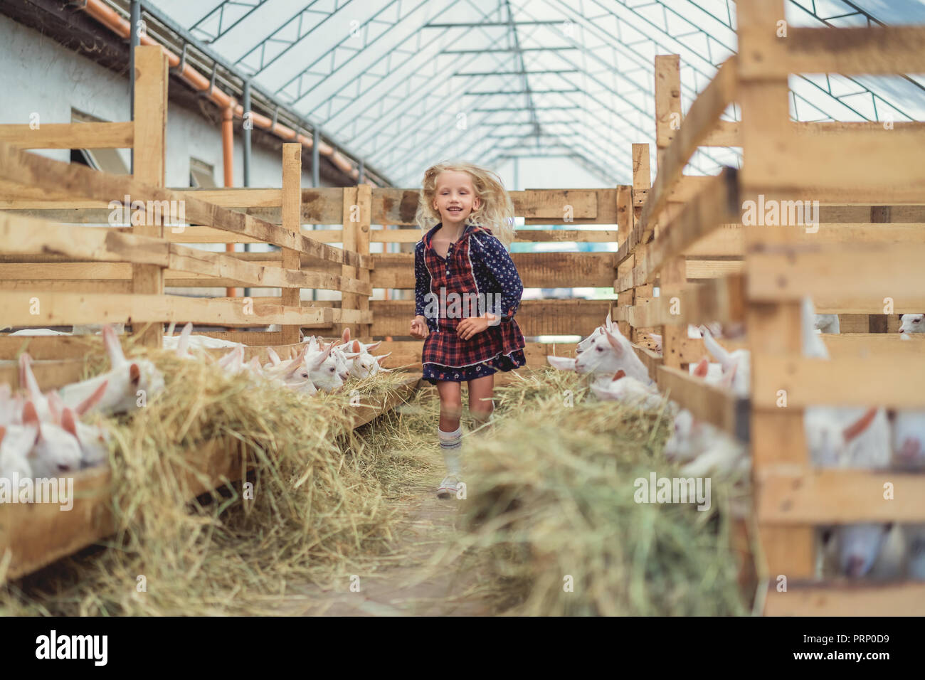 adorable kid running at farm with goats Stock Photo - Alamy