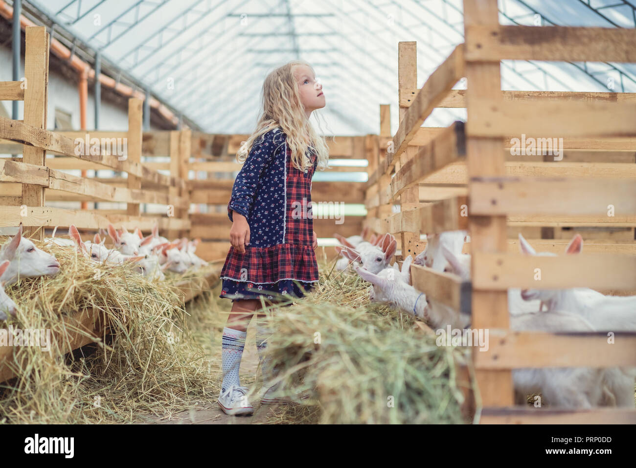 side view of kid standing in stable with goats and looking up Stock ...