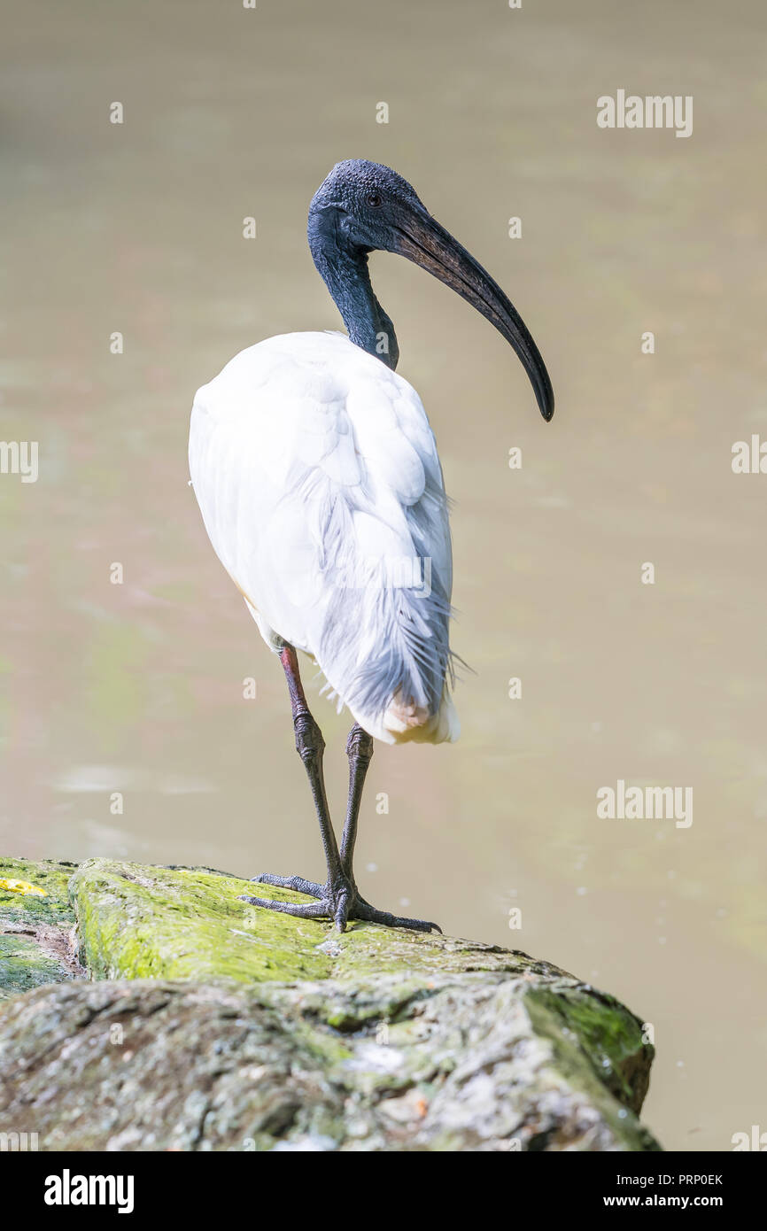 The Australian white ibis (Threskiornis molucca) with white plumage ...