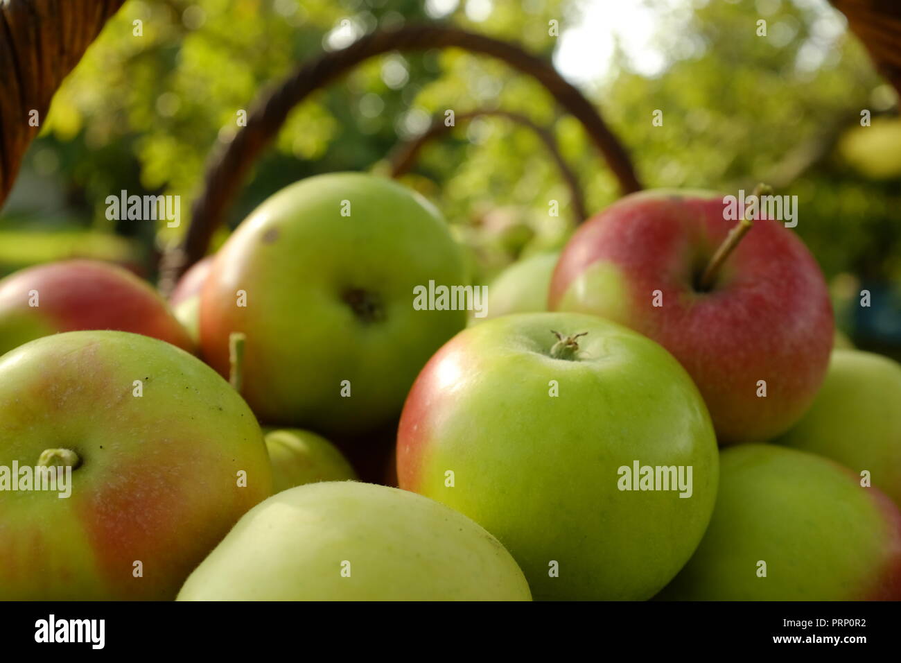 Red apple tree baskets hi-res stock photography and images - Alamy