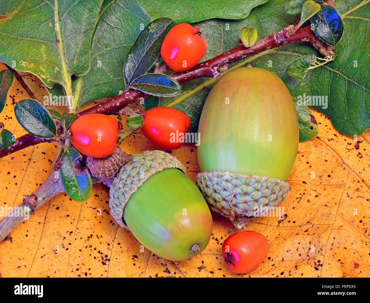 Autumn acorns leaves and red berries Stock Photo - Alamy