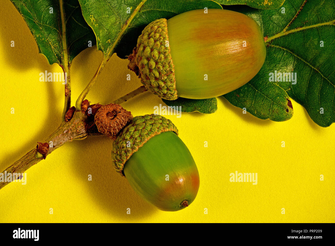 Conkers acorns hi-res stock photography and images - Alamy