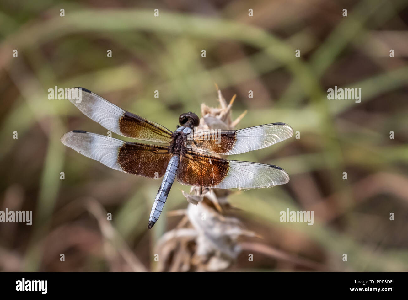 Female Widow Skimmer (Libellula luctuosa) perched on a twig Stock Photo ...