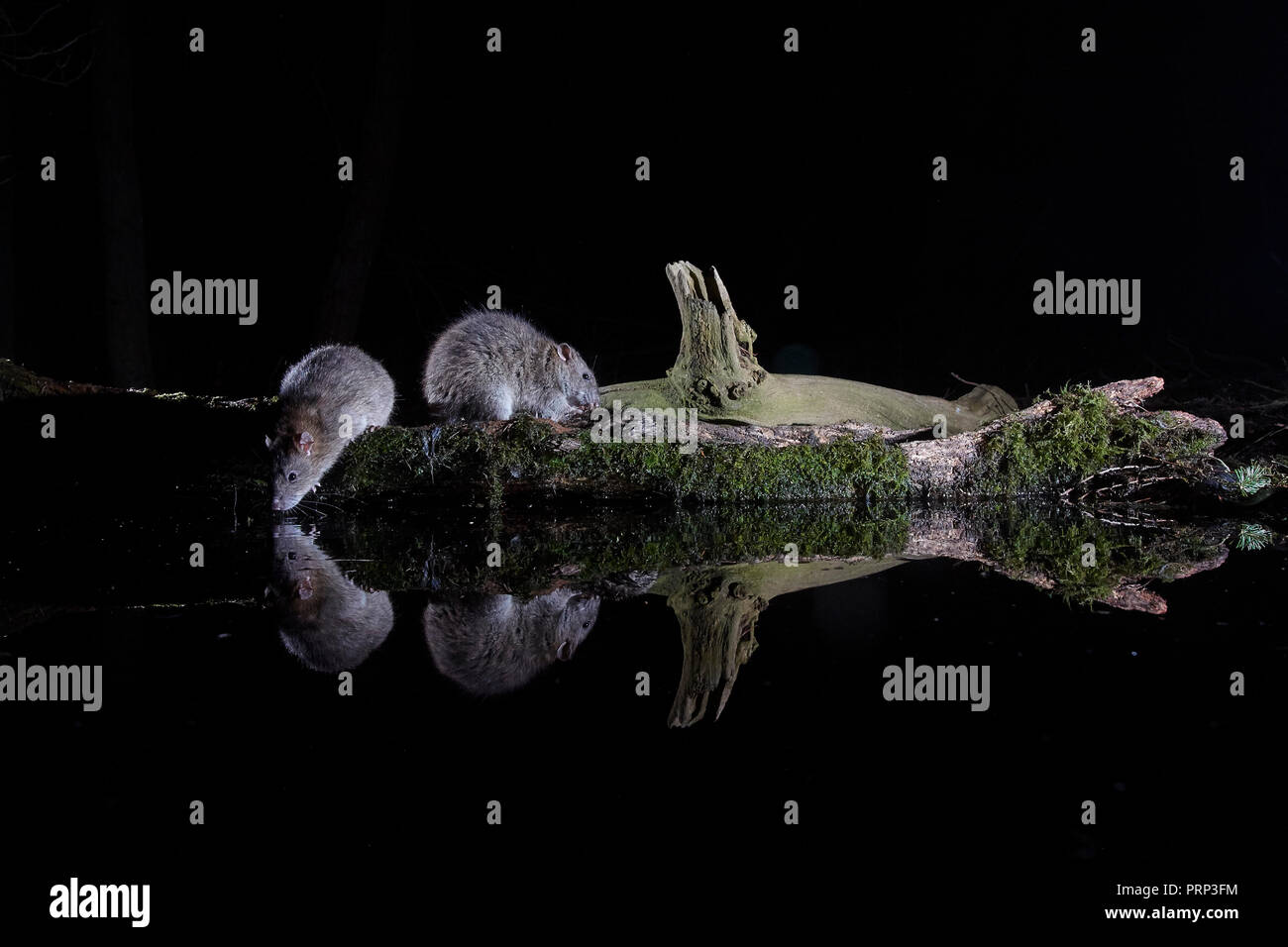 Two Brown rats, Rattus norvegicus, one drinking, reflected in a pool ...