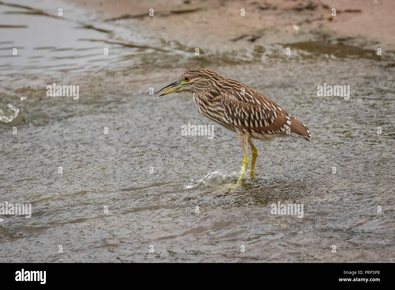 A juvenile Black-crowned Night Heron (Nycticorax nycticorax) on a lake ...