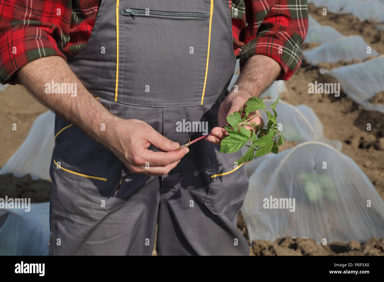 Weed melon hi-res stock photography and images - Alamy