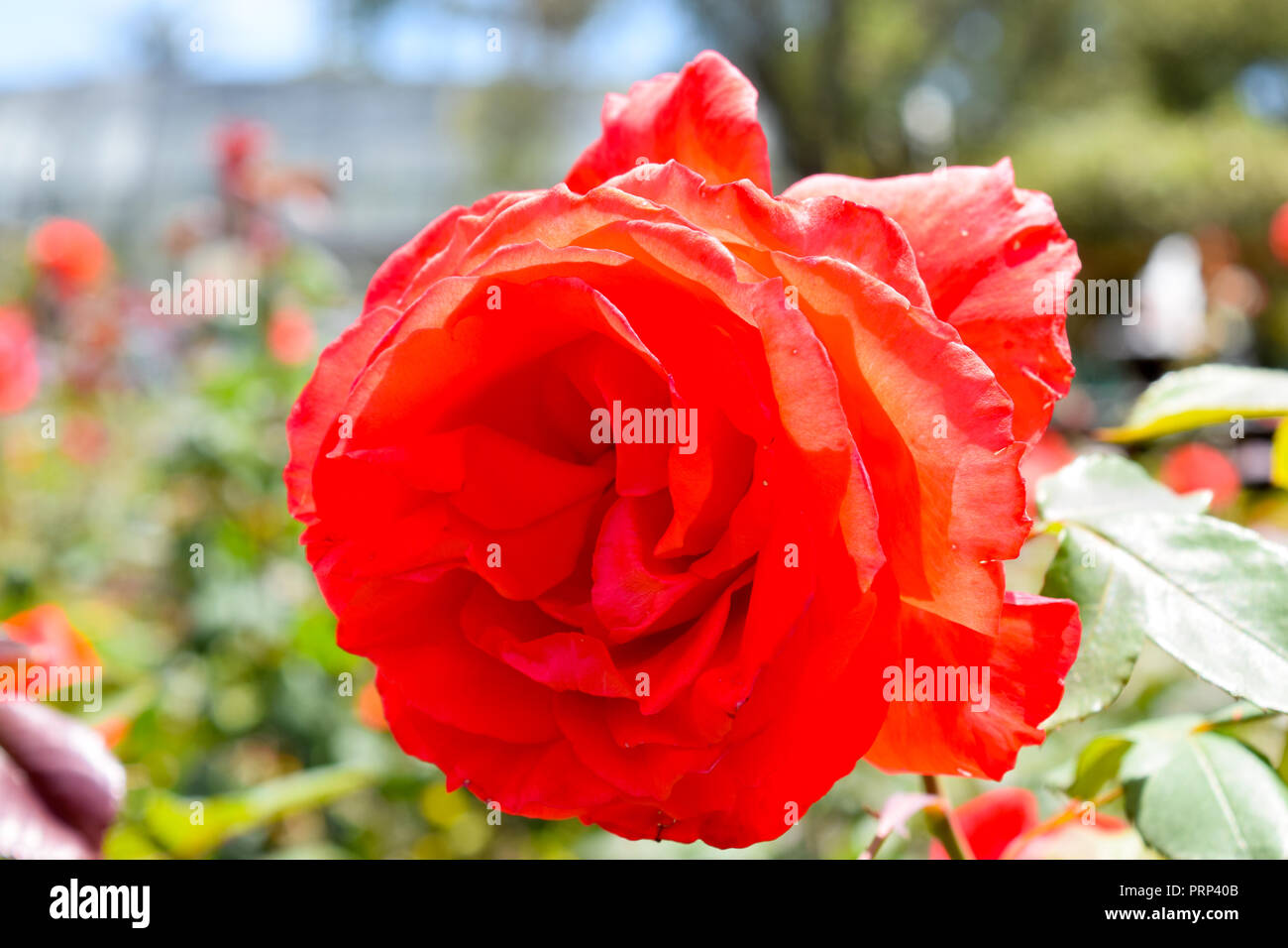 Rose rojo hi-res stock photography and images - Alamy