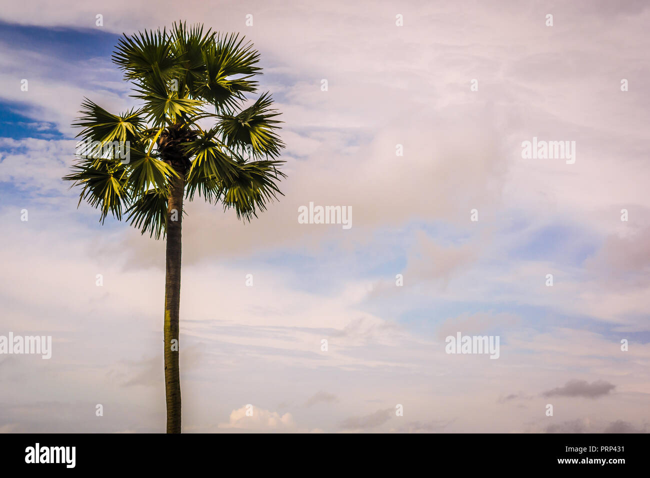 Lone coconut tree hi-res stock photography and images - Alamy