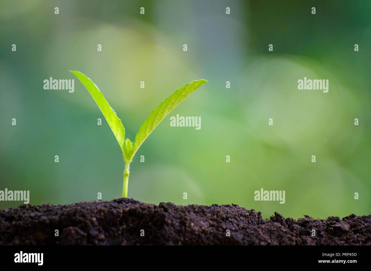 Planting seedlings young plant in the morning light on nature ...