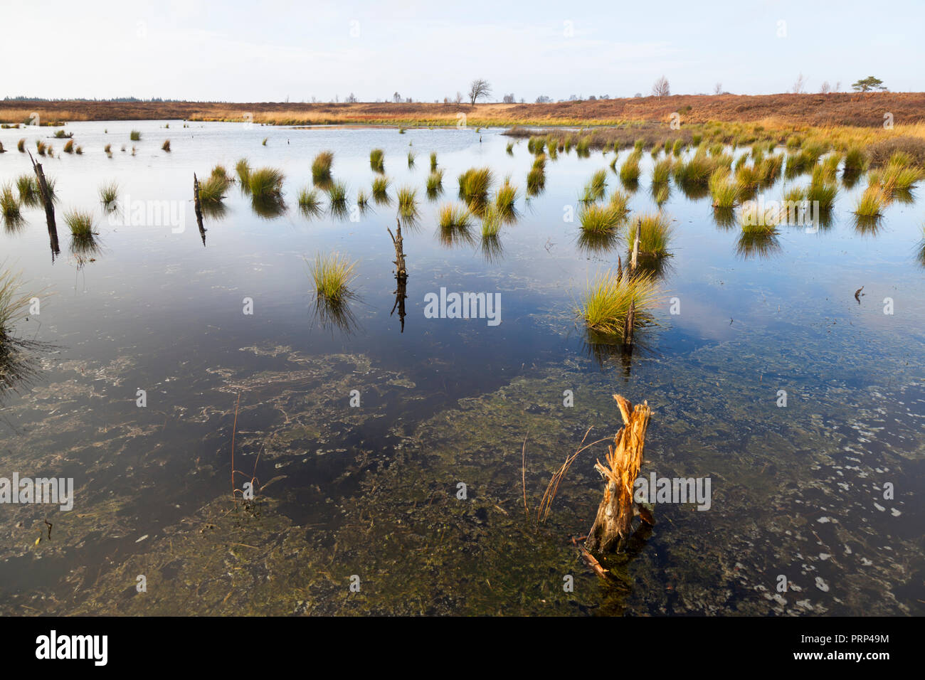 The Brackvenn in the High Fens (Hohes Venn, Hautes Fagnes) in eastern ...