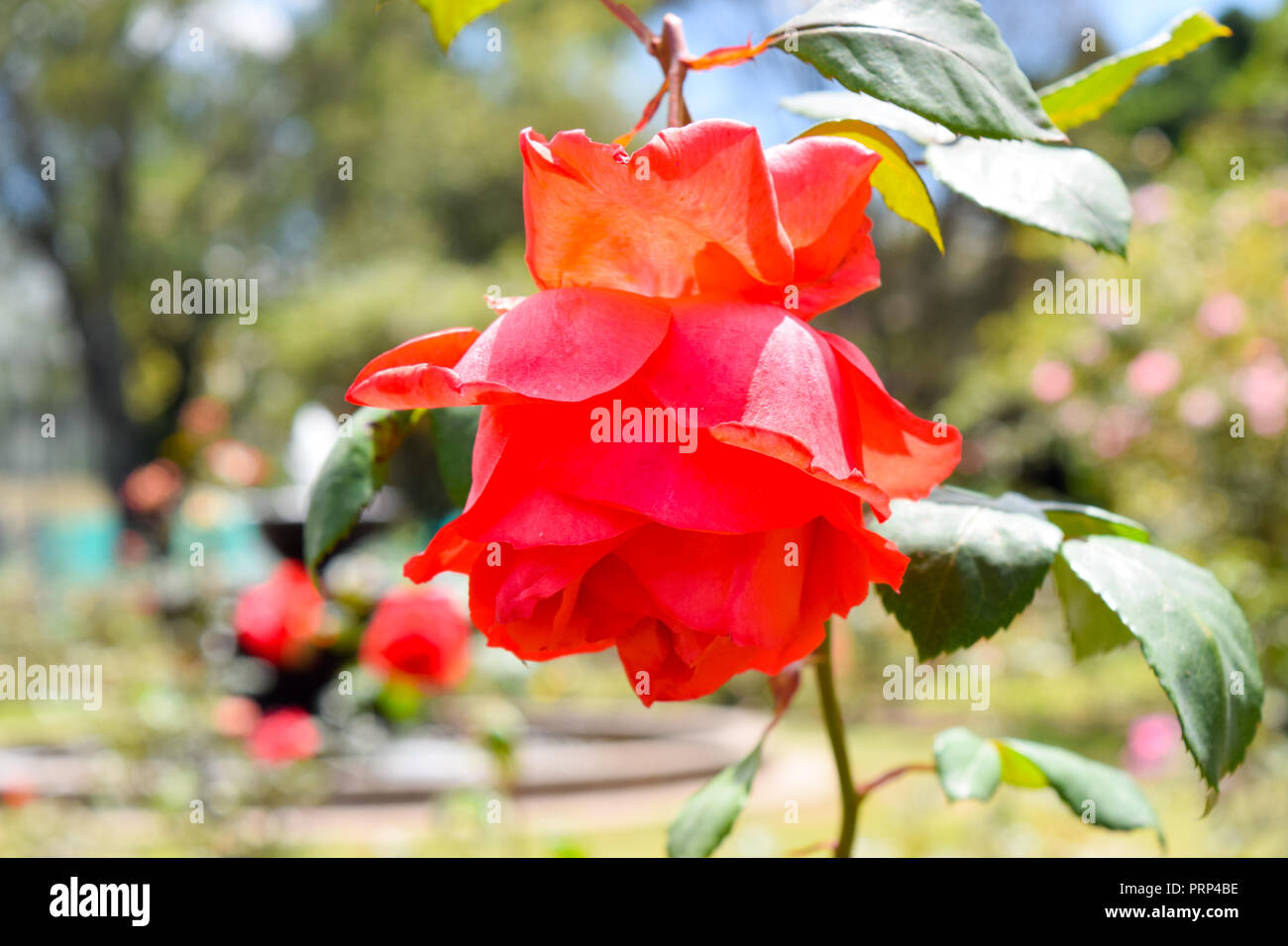 Bogota botanical garden hi-res stock photography and images - Alamy