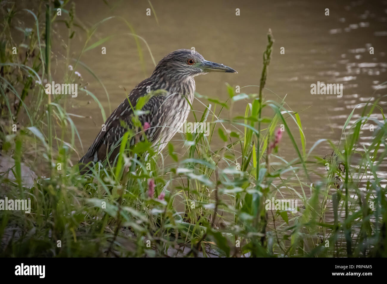 A juvenile Black-crowned Night Heron (Nycticorax nycticorax) on a lake ...