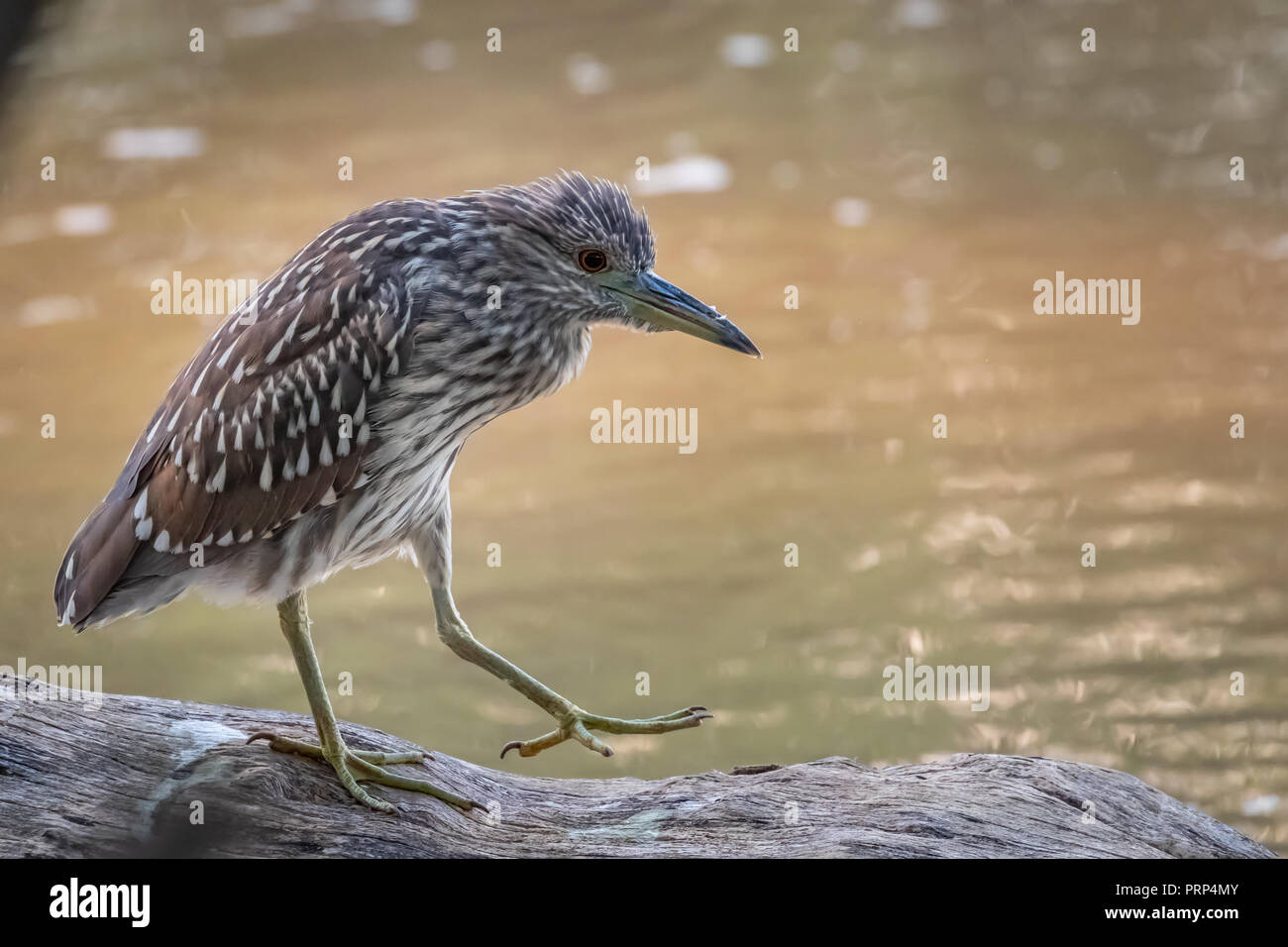 A juvenile Black-crowned Night Heron (Nycticorax nycticorax) on a lake ...