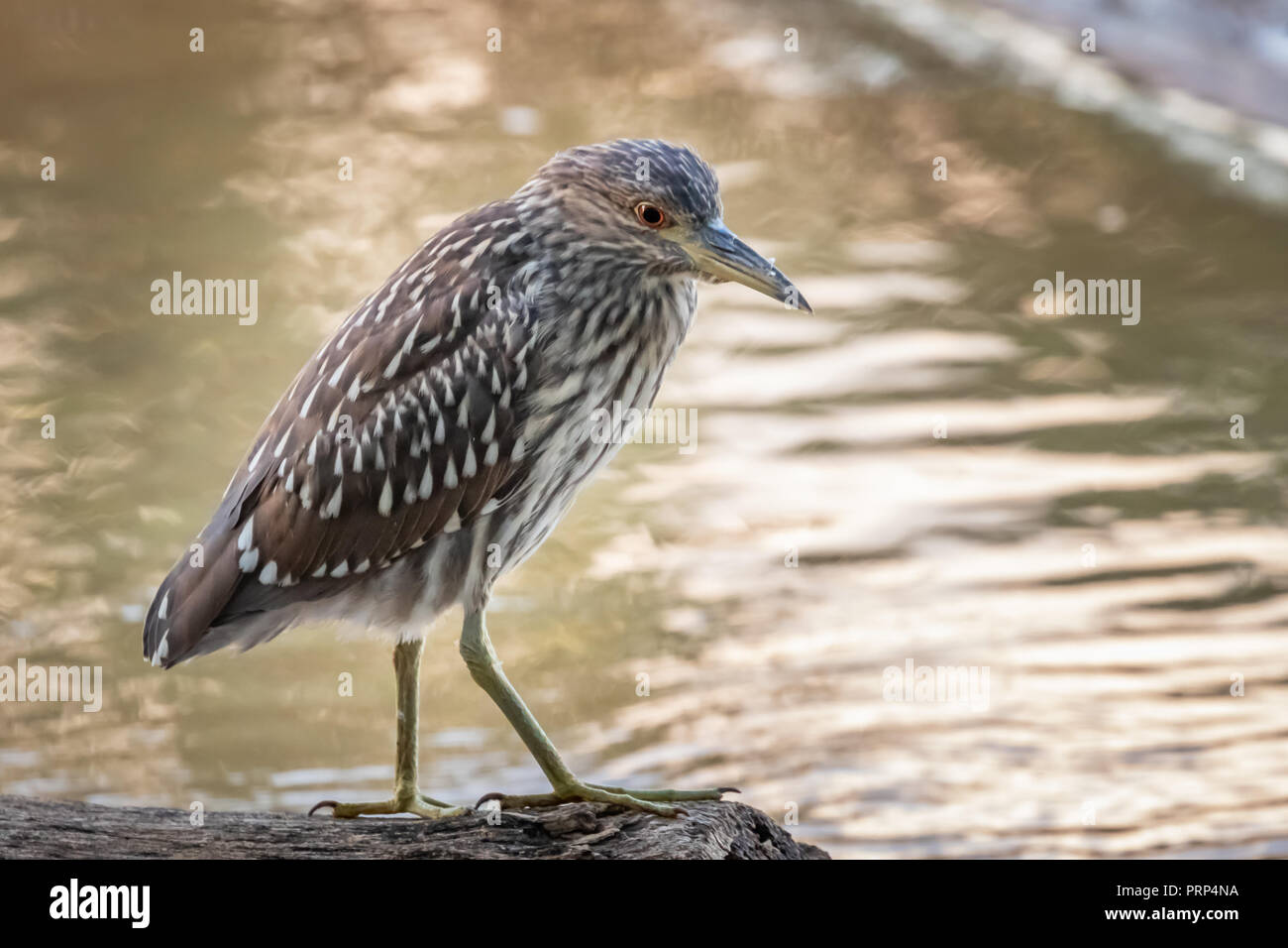 A juvenile Black-crowned Night Heron (Nycticorax nycticorax) on a lake ...