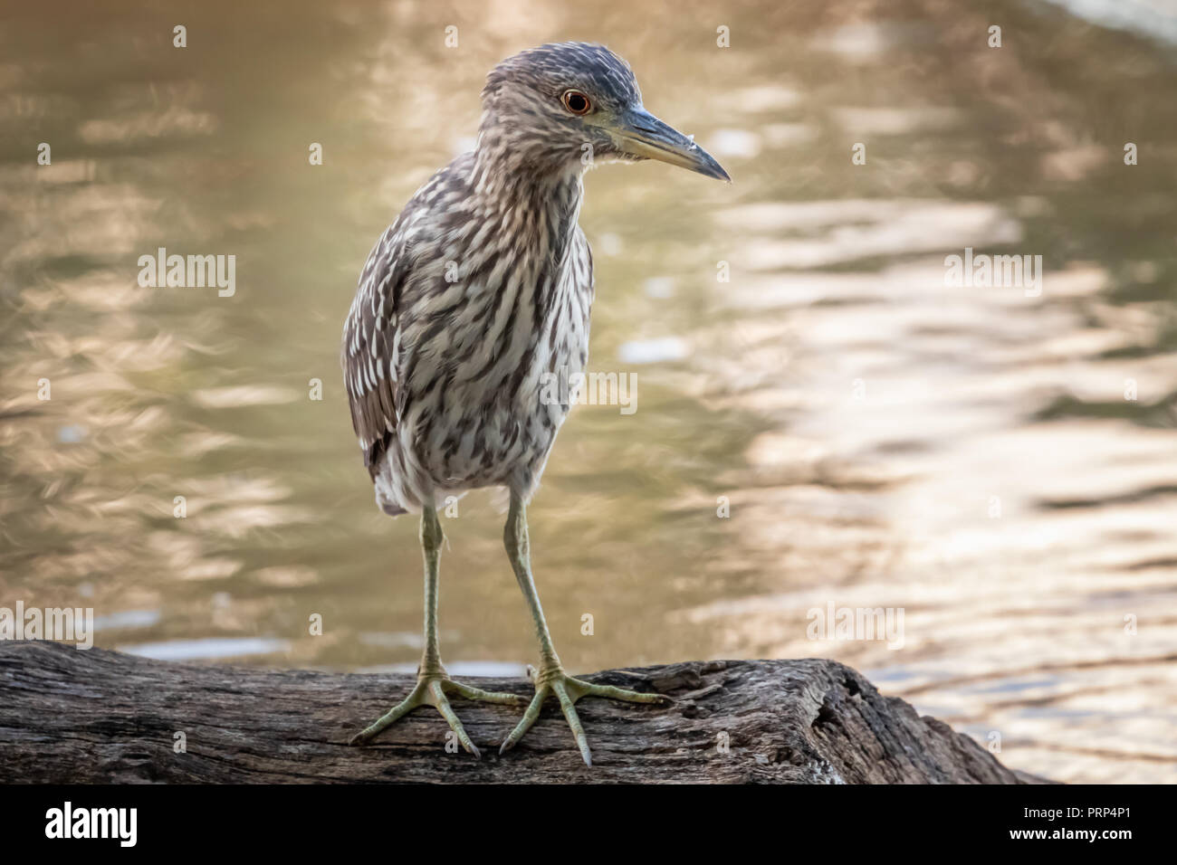 A juvenile Black-crowned Night Heron (Nycticorax nycticorax) on a lake ...