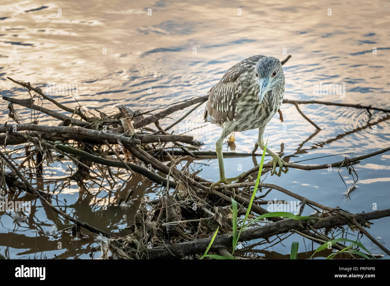 A juvenile Black-crowned Night Heron (Nycticorax nycticorax) on a lake ...