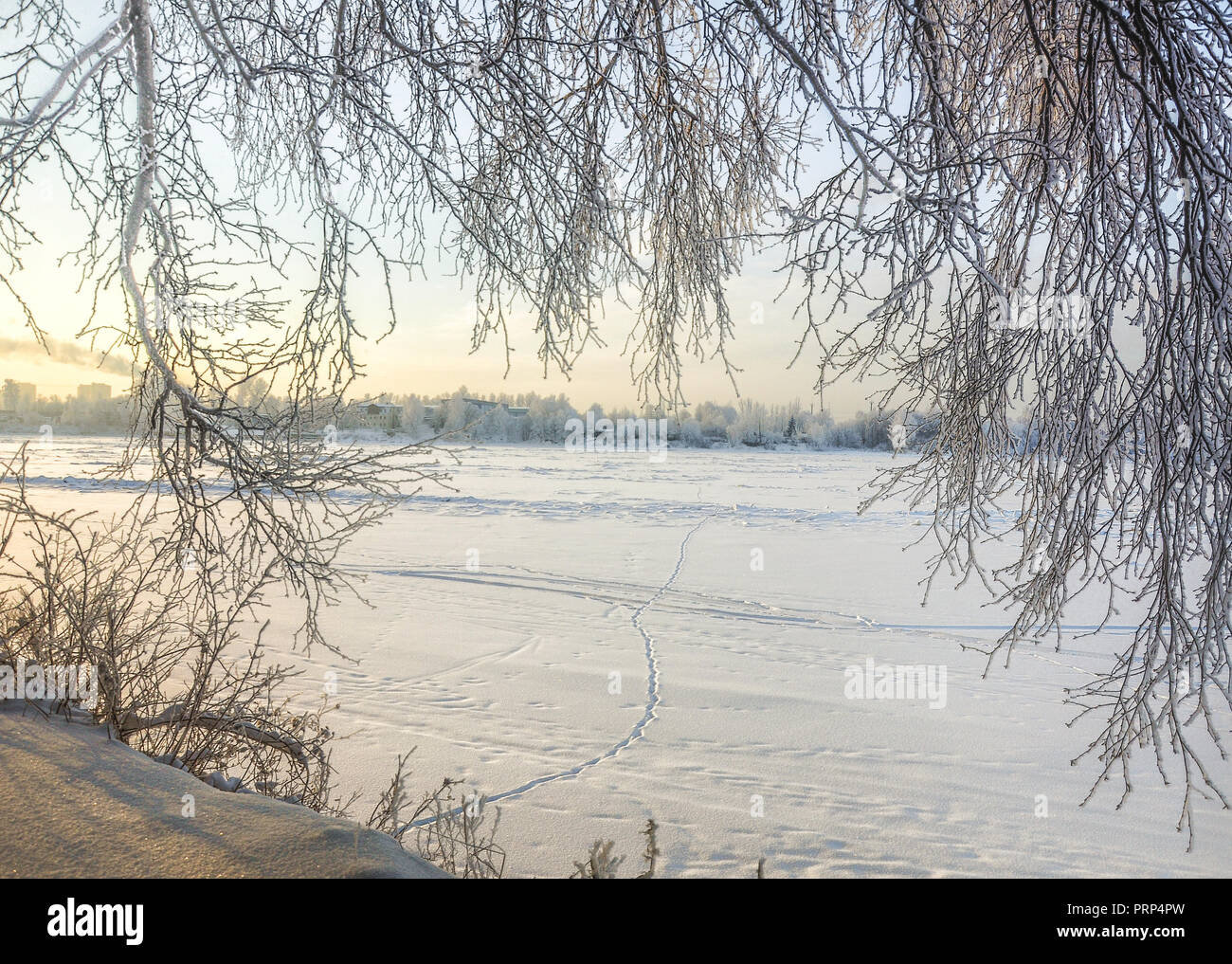 Snowy January morning in Nevsky forest Park. The Bank of the river Neva ...