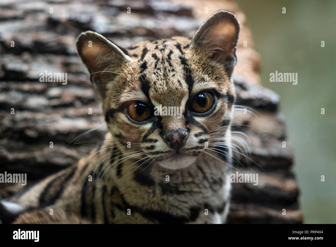 Margay hi-res stock photography and images - Alamy