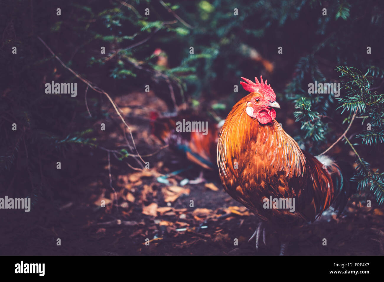 Cicken in park Stock Photo - Alamy