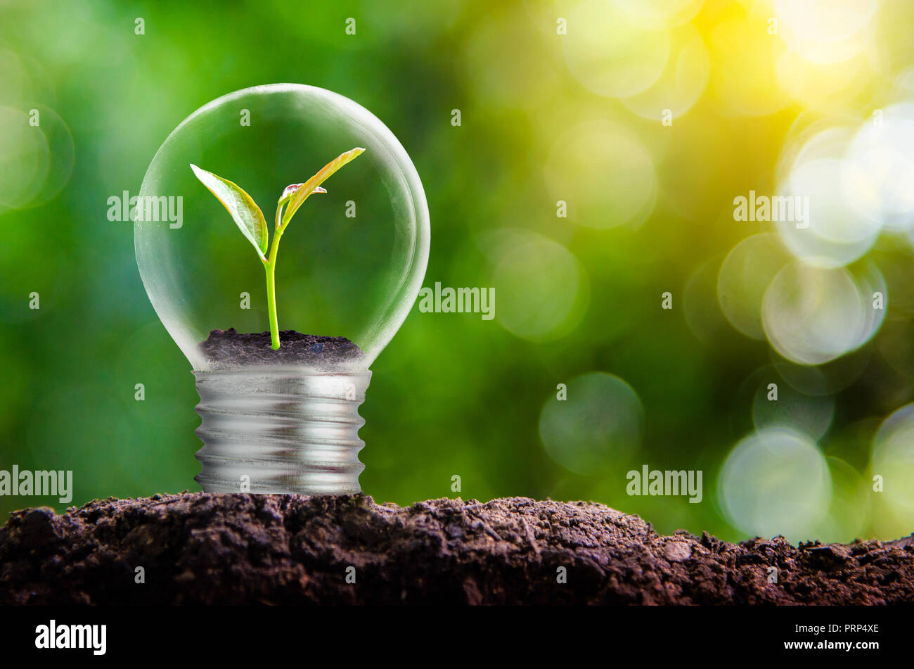 The bulb is located on the inside with leaves forest and the trees are ...