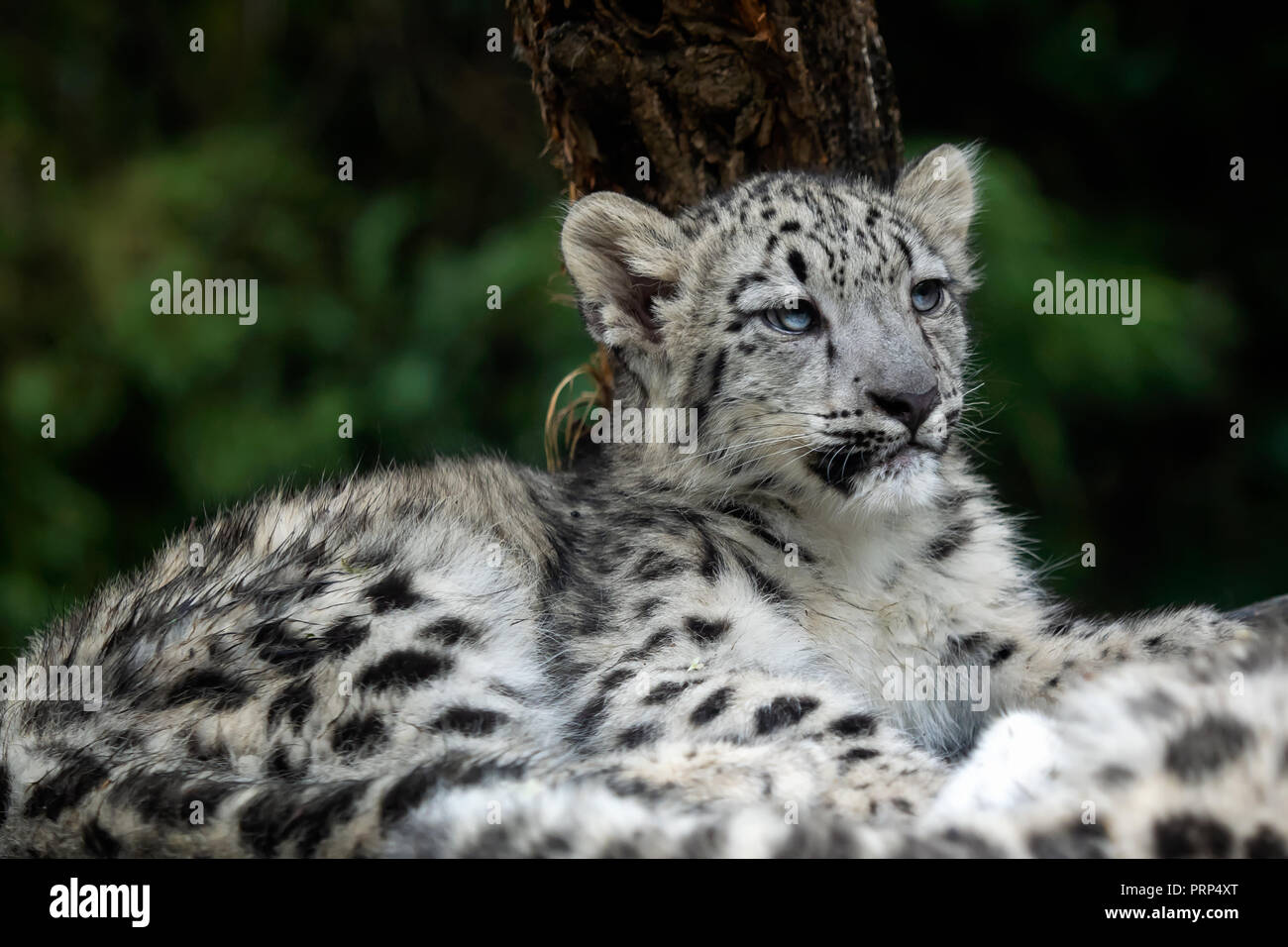 Baby snow leopard hi-res stock photography and images - Alamy