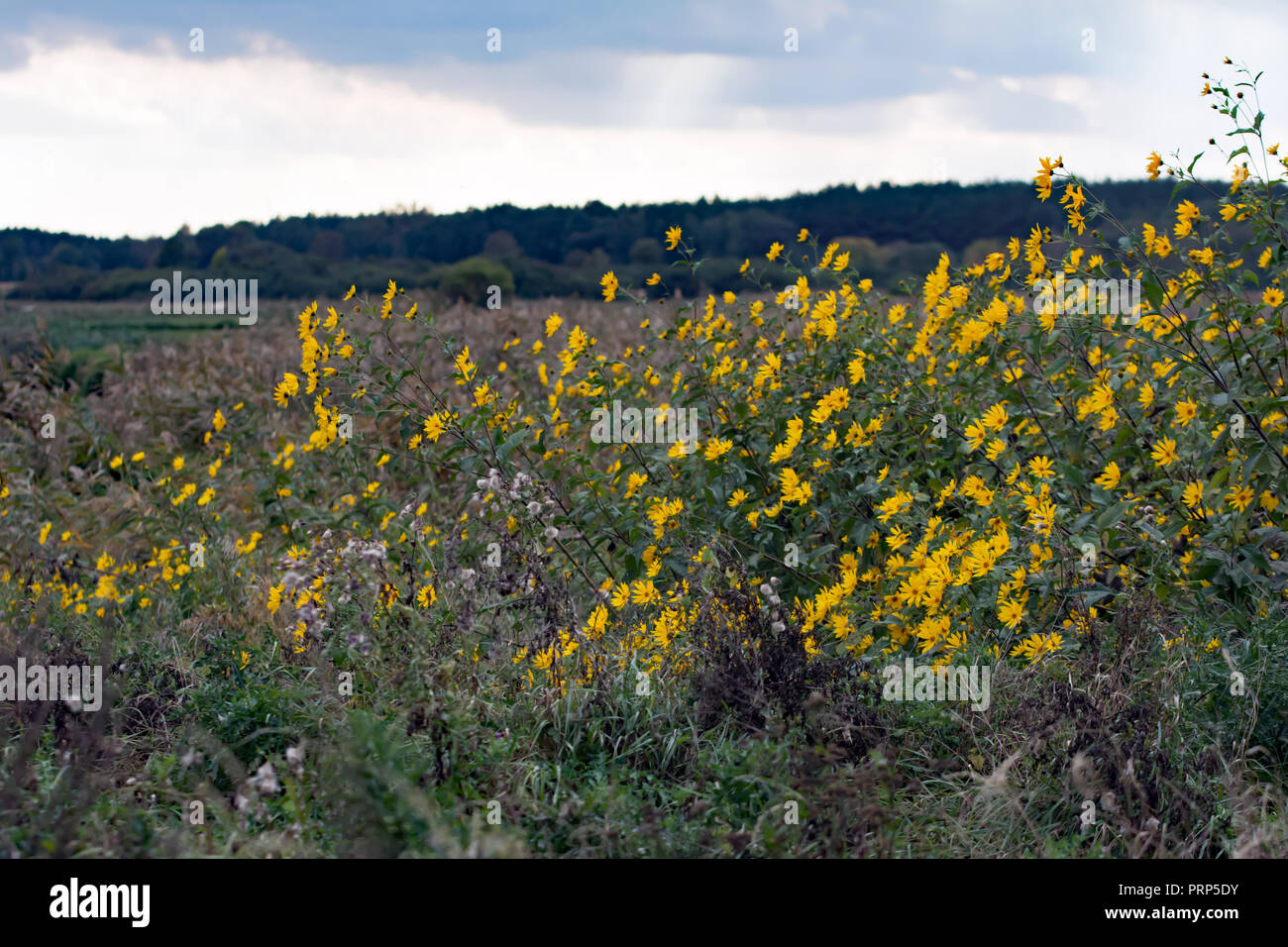 Wilderness - landscape with a big clump of yellow heliopsis flowers ...