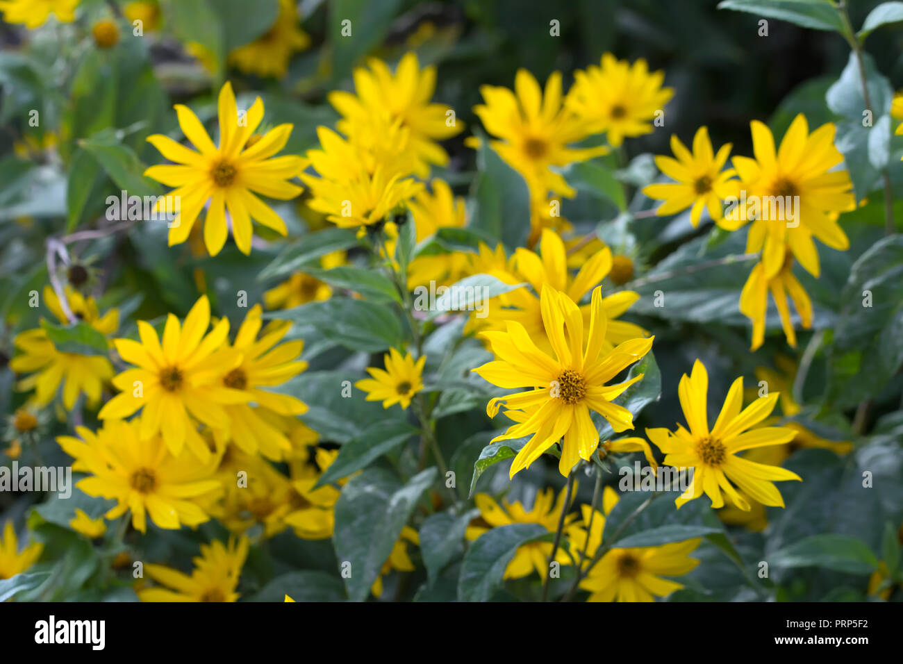 Oxeye sunflower heliopsis heliopsis helianthoides hi-res stock ...