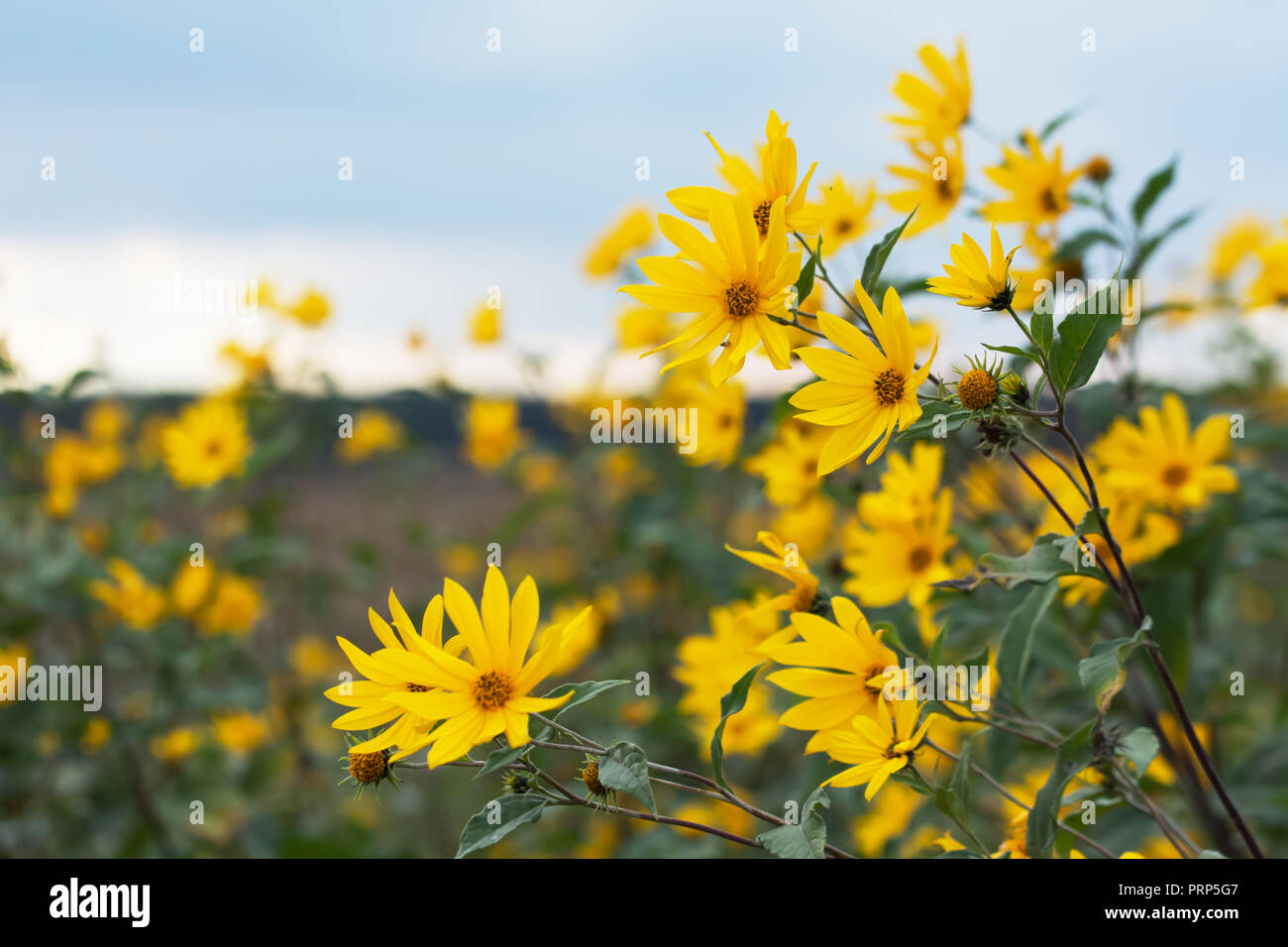 A few stems of yellow heliopsis flowers Stock Photo - Alamy