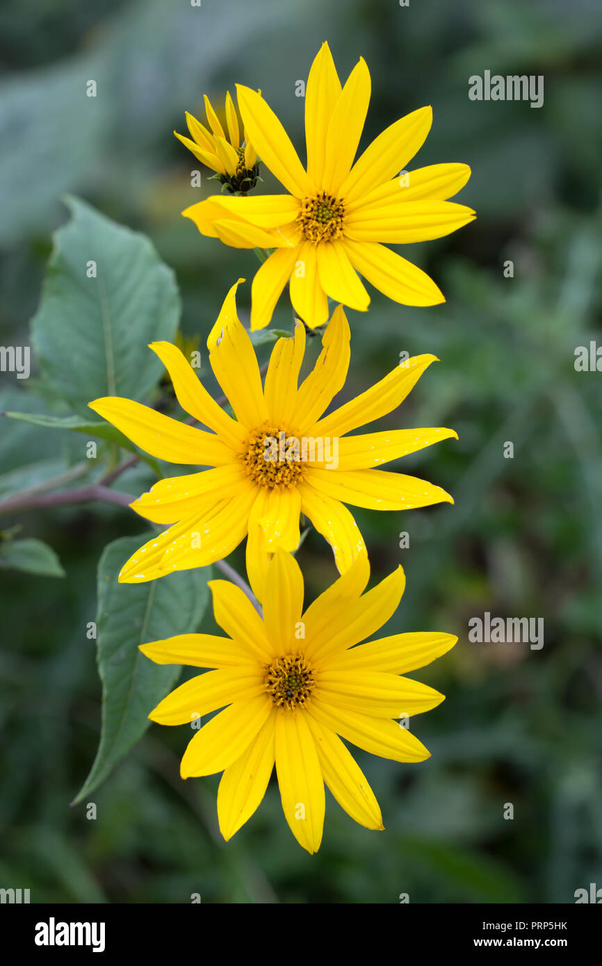 Closeup of three yellow heliopsis flowers growing in one row Stock ...