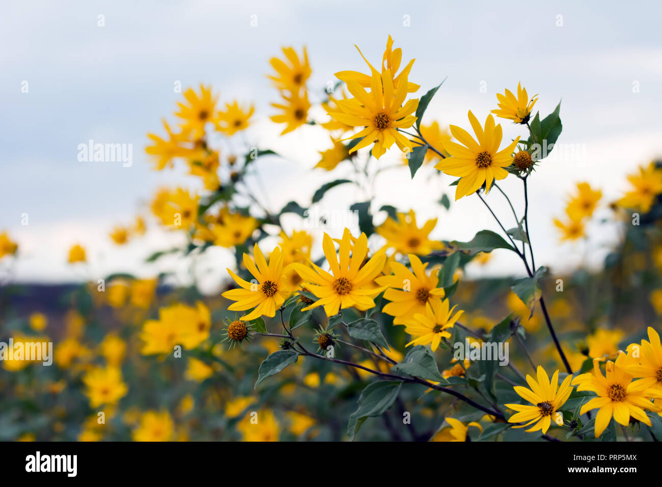 Heliopsis flower isolated hi-res stock photography and images - Alamy