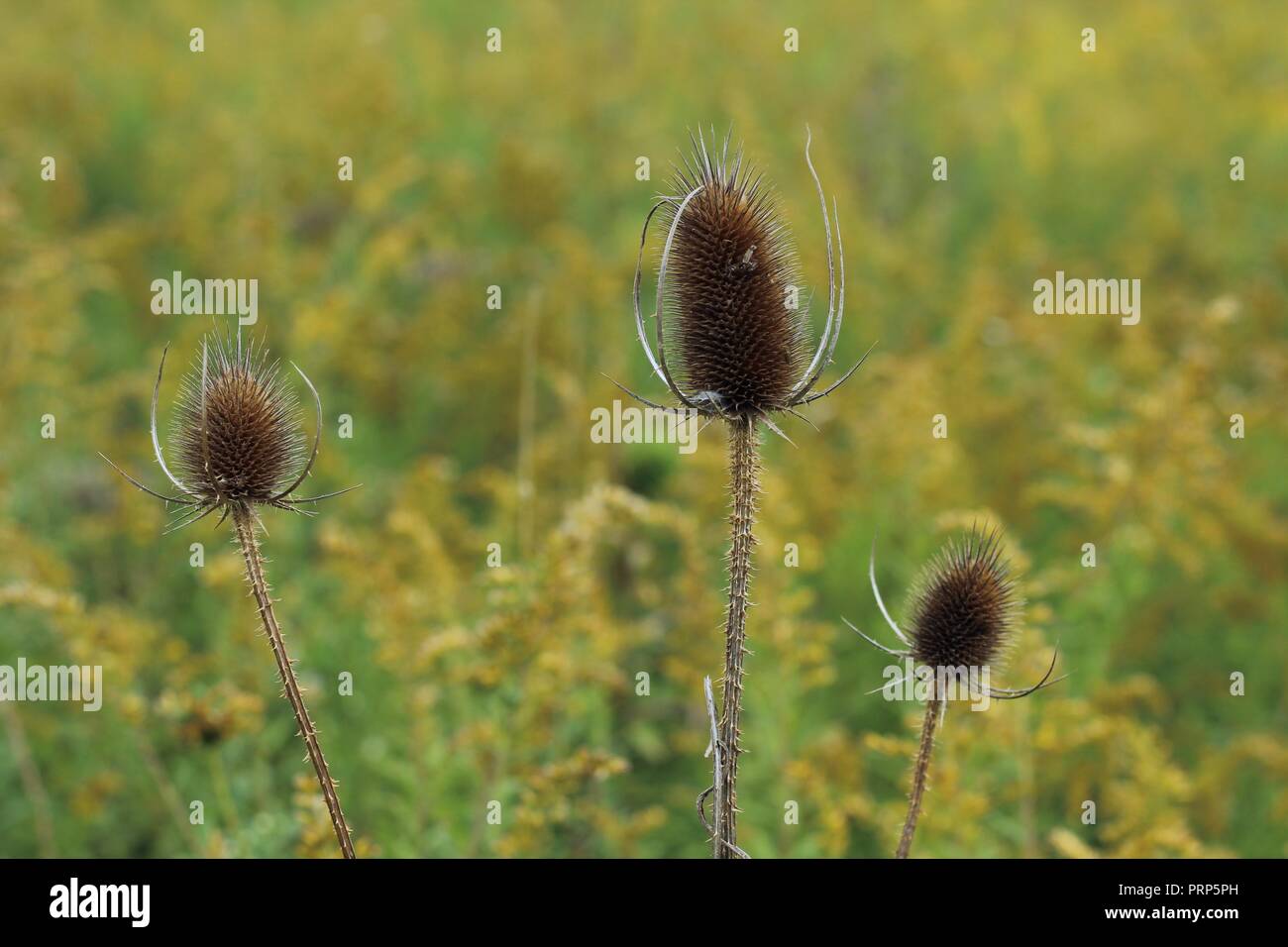 Teasels autumn hi-res stock photography and images - Alamy