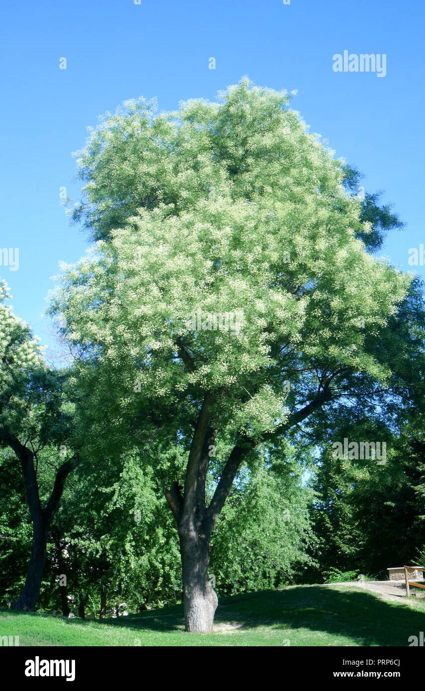 Acacia tree in flower in early summer, Kos Karoly Square, Wekerle ...