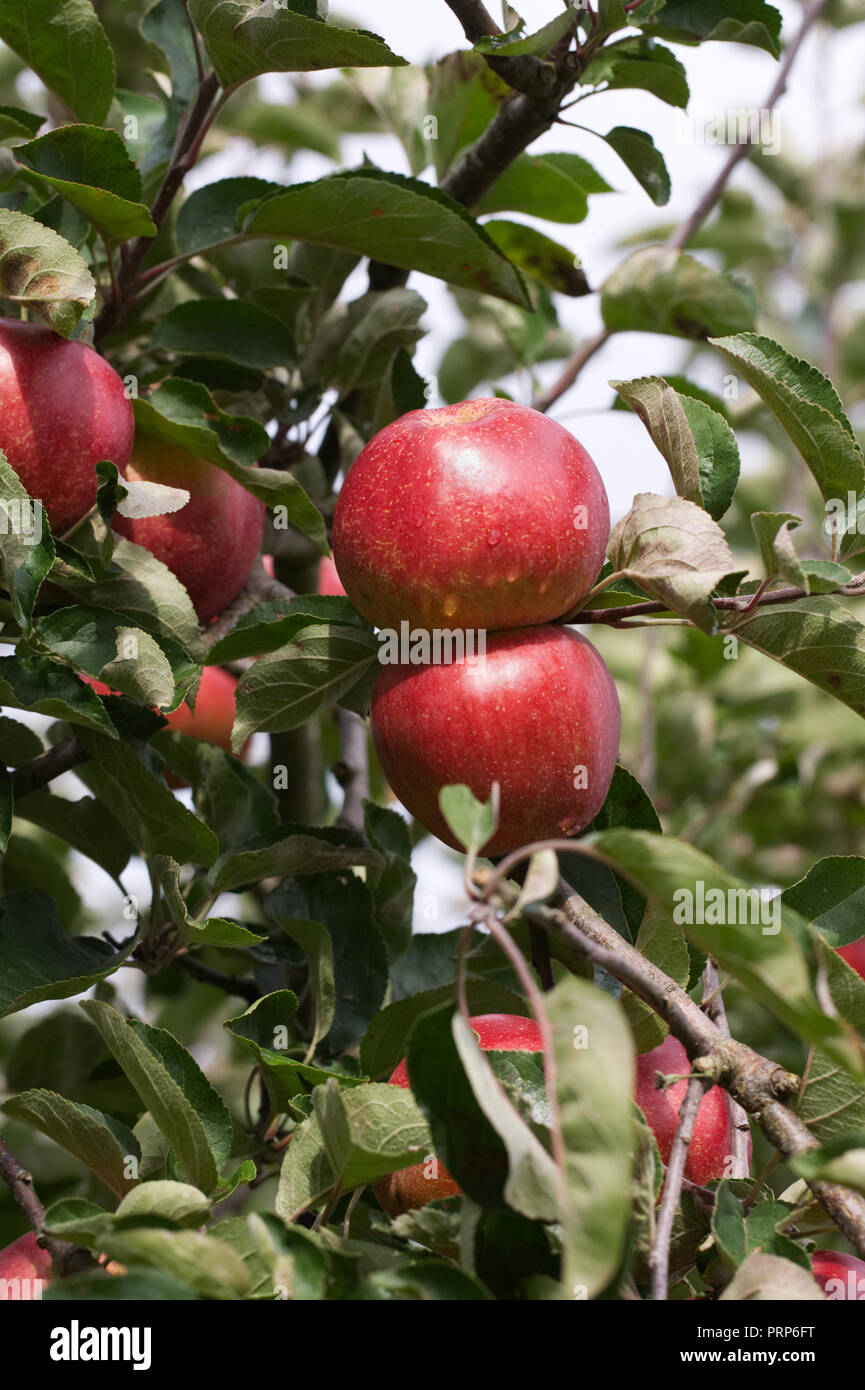 William Orchard High Resolution Stock Photography and Images - Alamy