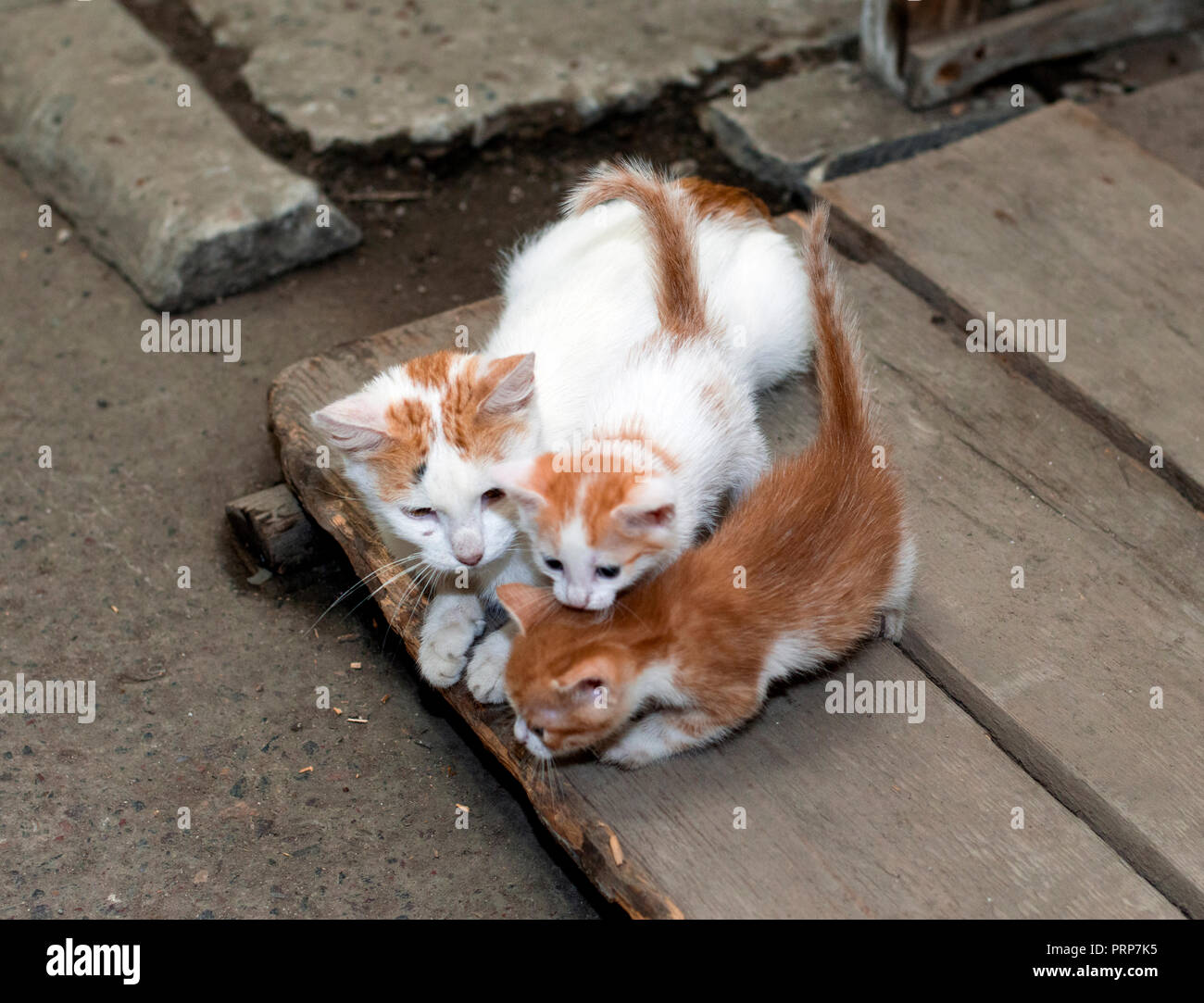 Homeless Kitty High Resolution Stock Photography and Images - Alamy