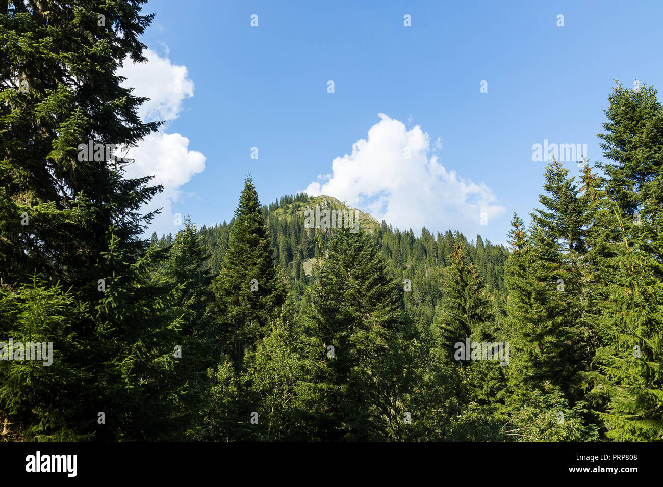 Mountain of Boge, Rogove surrounded by fir trees Stock Photo - Alamy