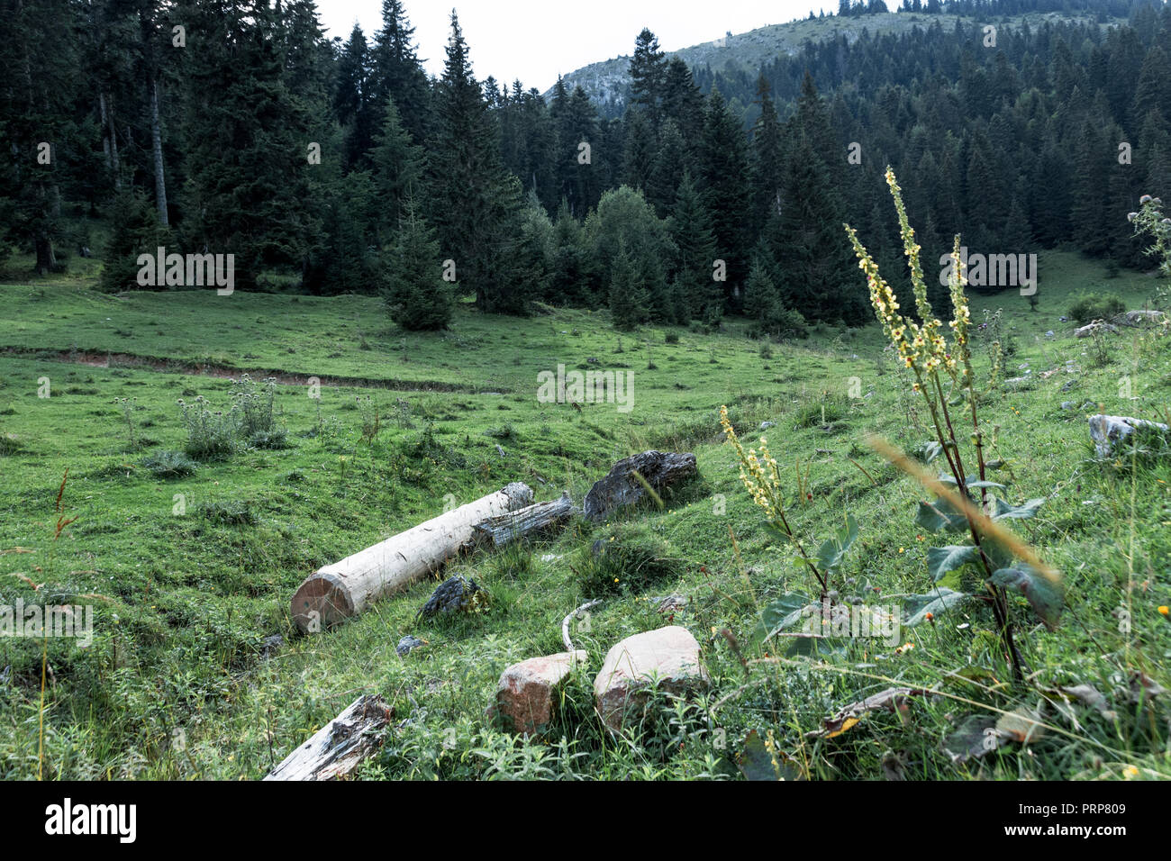 Green mountain pasture of nature of Boge of Rogove. Kosovo Stock Photo ...