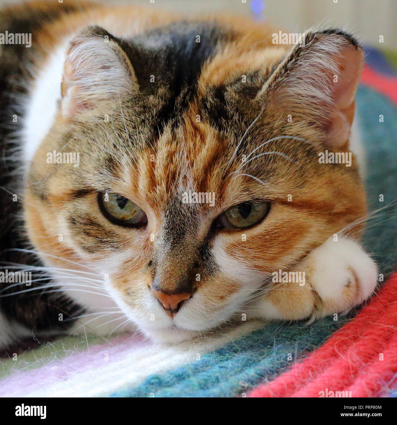 Calico cat hi-res stock photography and images - Alamy