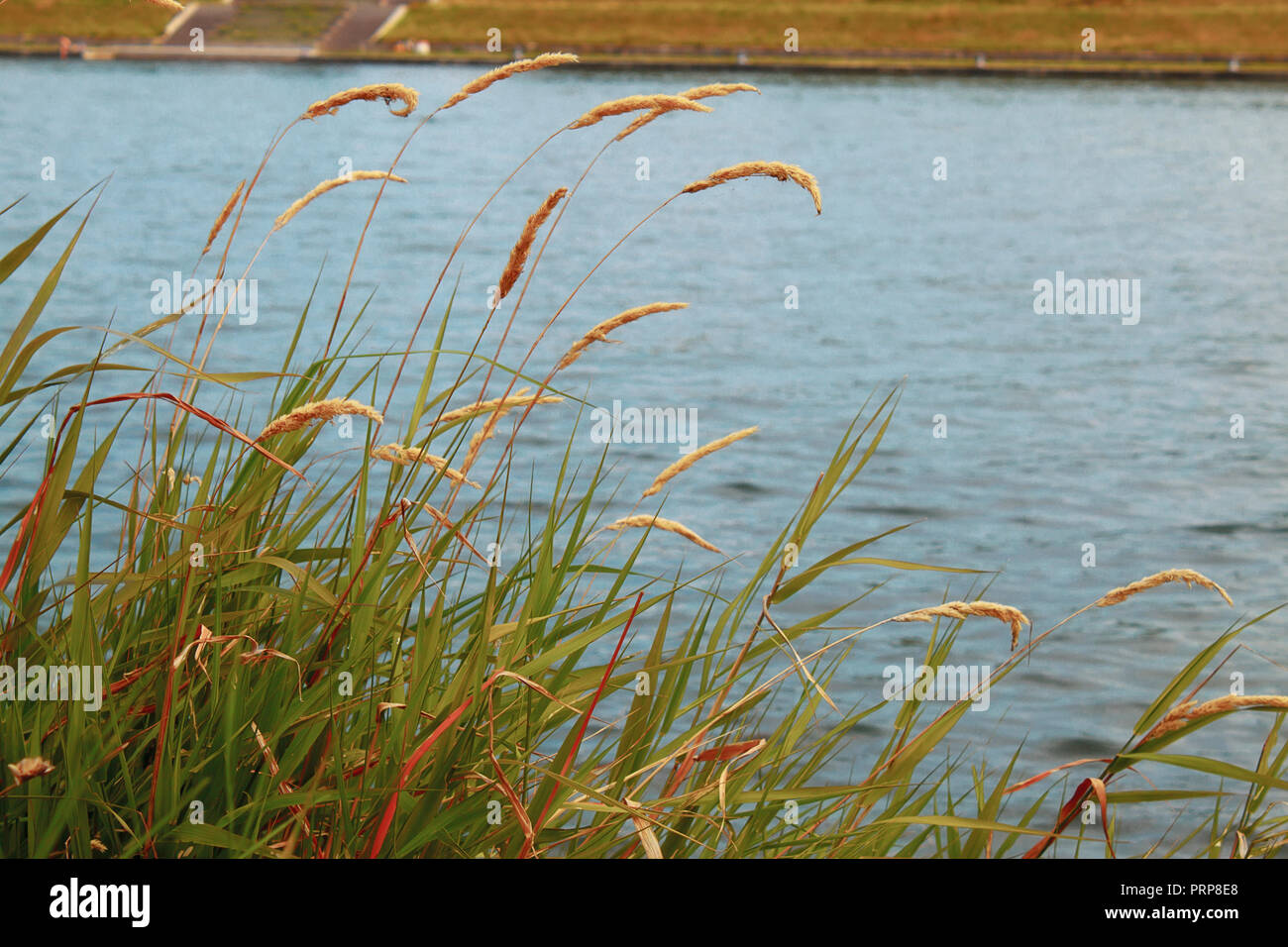 Pristine river hi-res stock photography and images - Alamy
