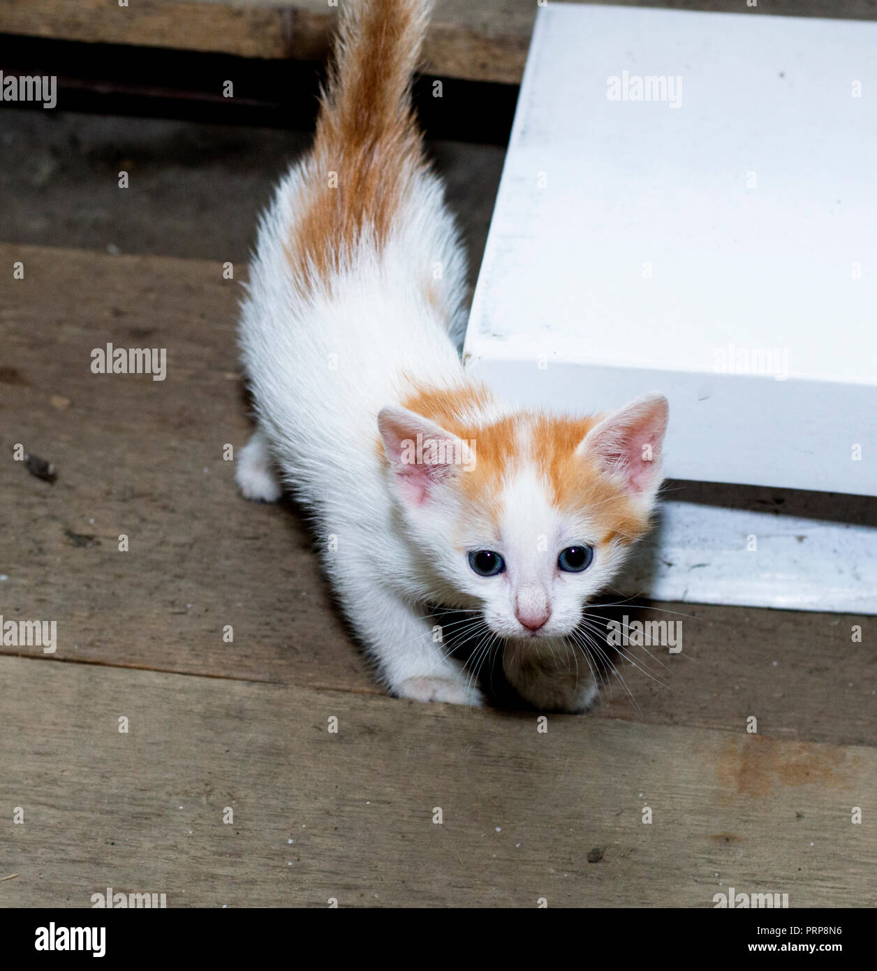 Homeless Kitty High Resolution Stock Photography and Images - Alamy
