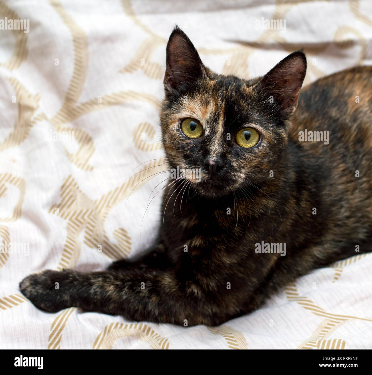 Variegated Color High Resolution Stock Photography and Images - Alamy