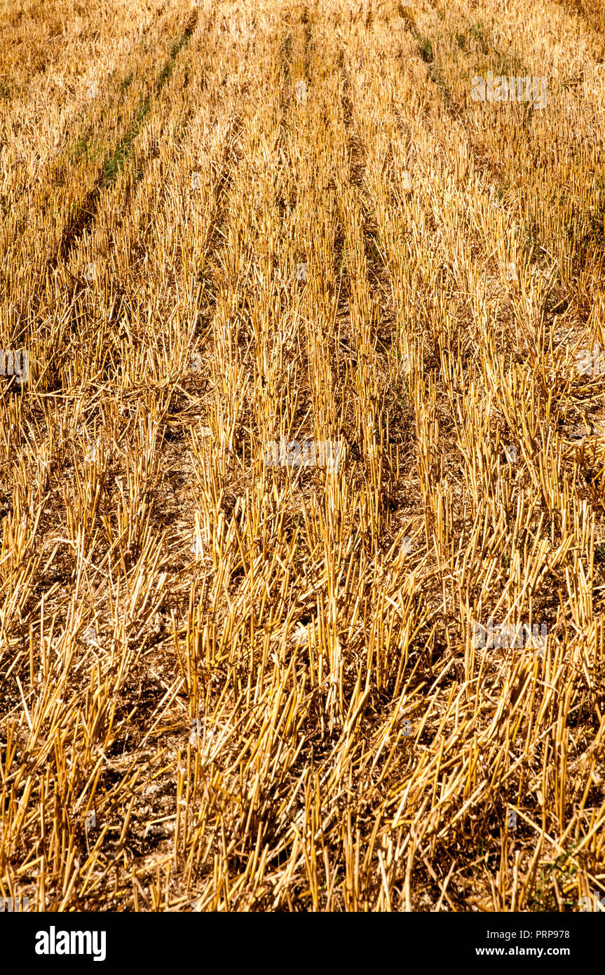 Picture of stubble in corn field after corn has been cut Stock Photo ...