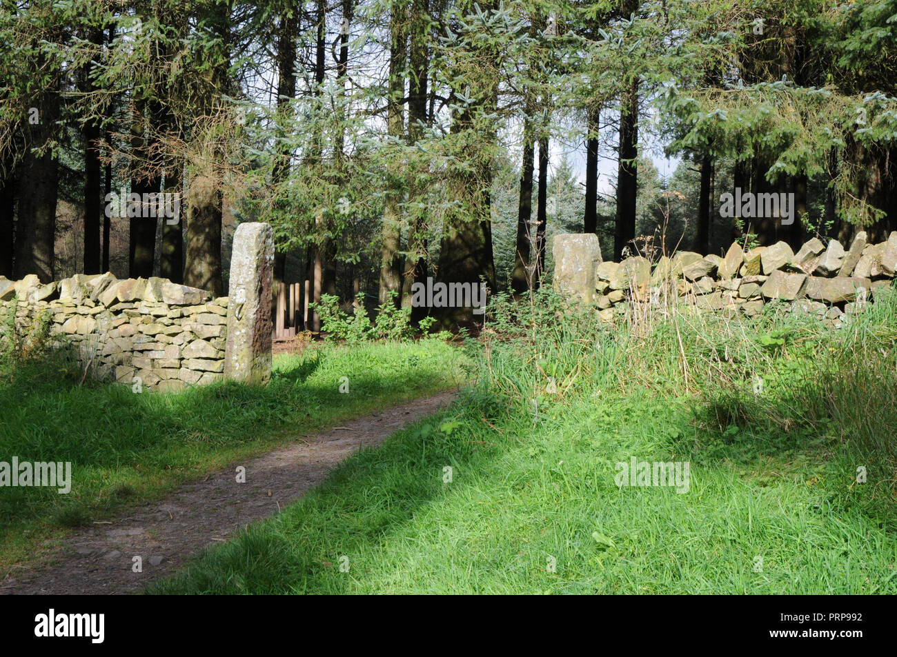 Old Stone wall and Stone gate pillars and path into woodland. Beacon ...